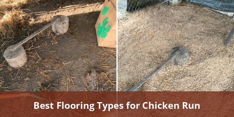 Best Flooring Types For Chicken Run? Prices, Installation Cost, Pros ...