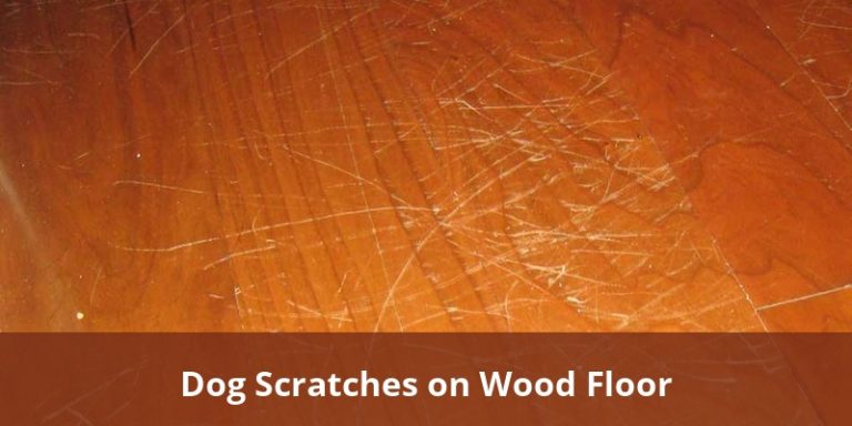Dog Scratches On Wood Floor: Prevention, Repair, And Maintenance For ...