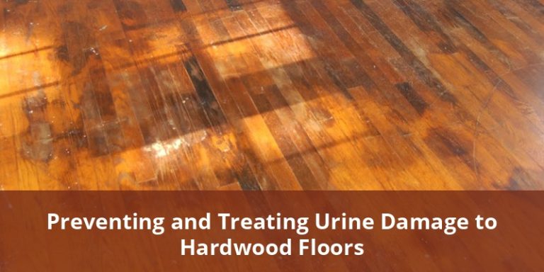How To Fix Urine Stained Wood Floors